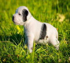 Cuccioli di parson Russell terrier 